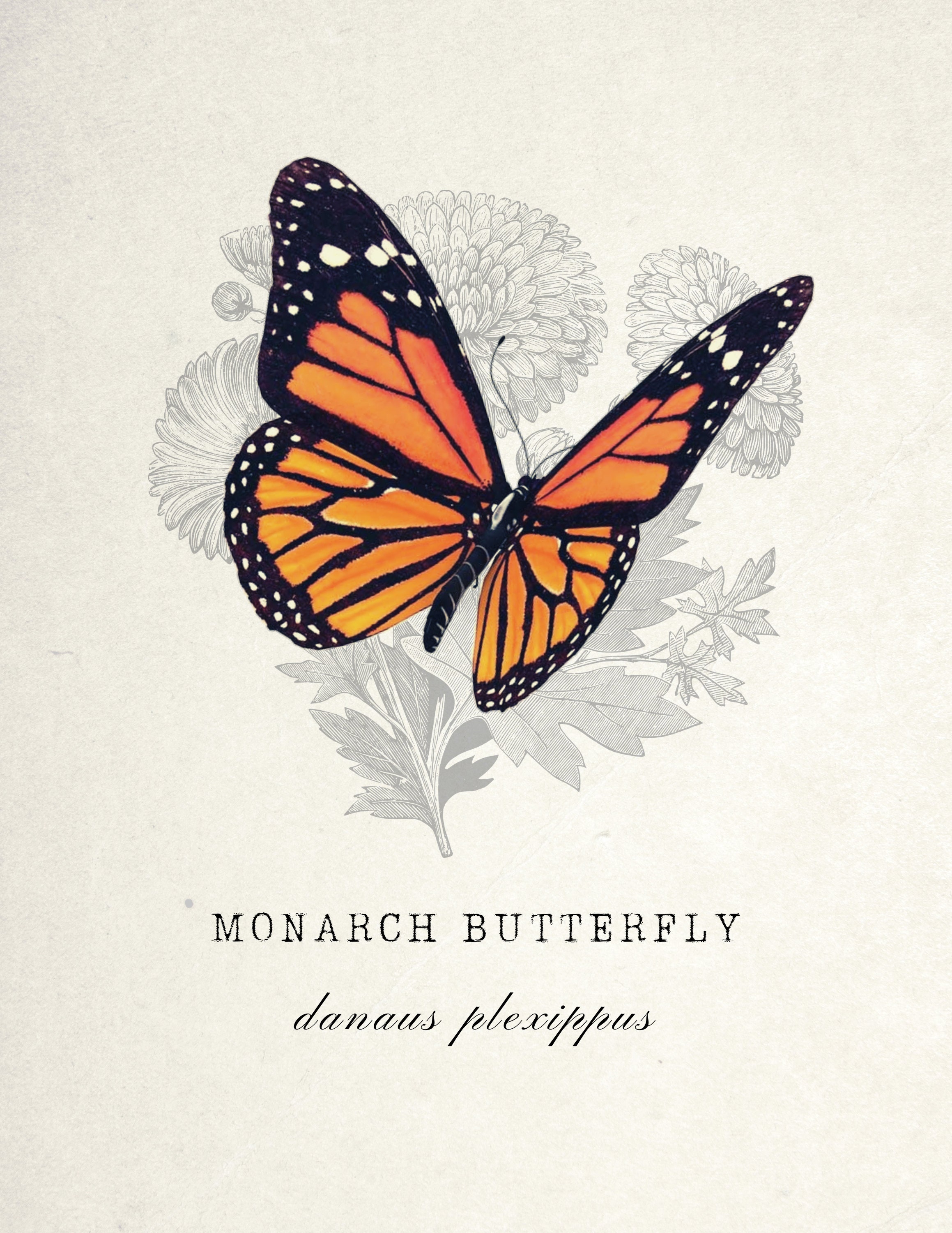Monarch Butterfly 8.5 X 11 Inch Printable Wall Art - Digital File - Etsy