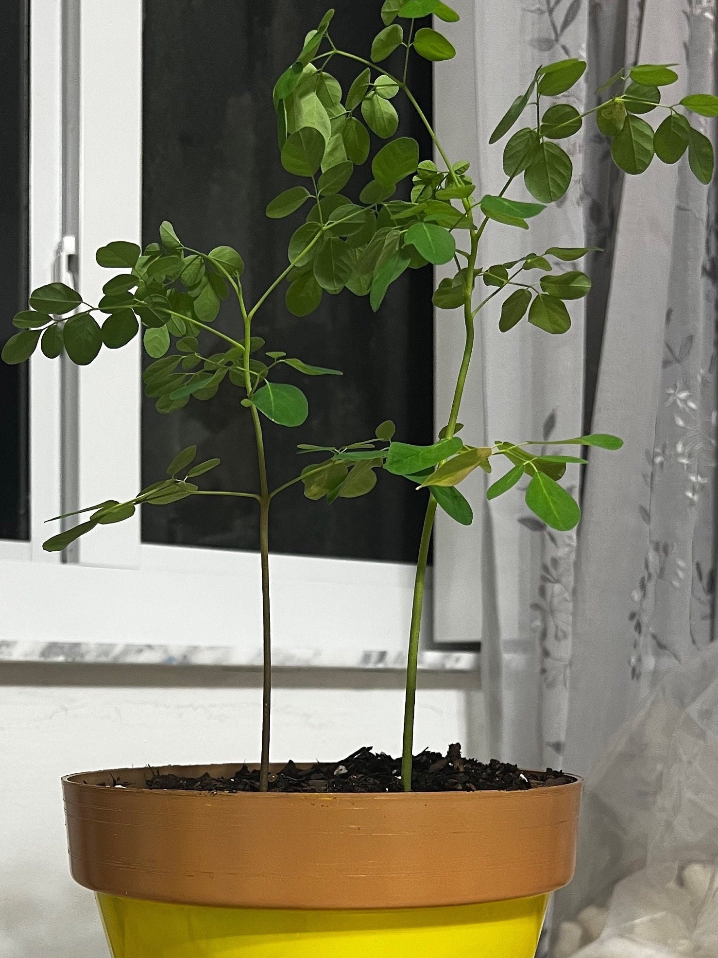 Moringa Tree Indoors