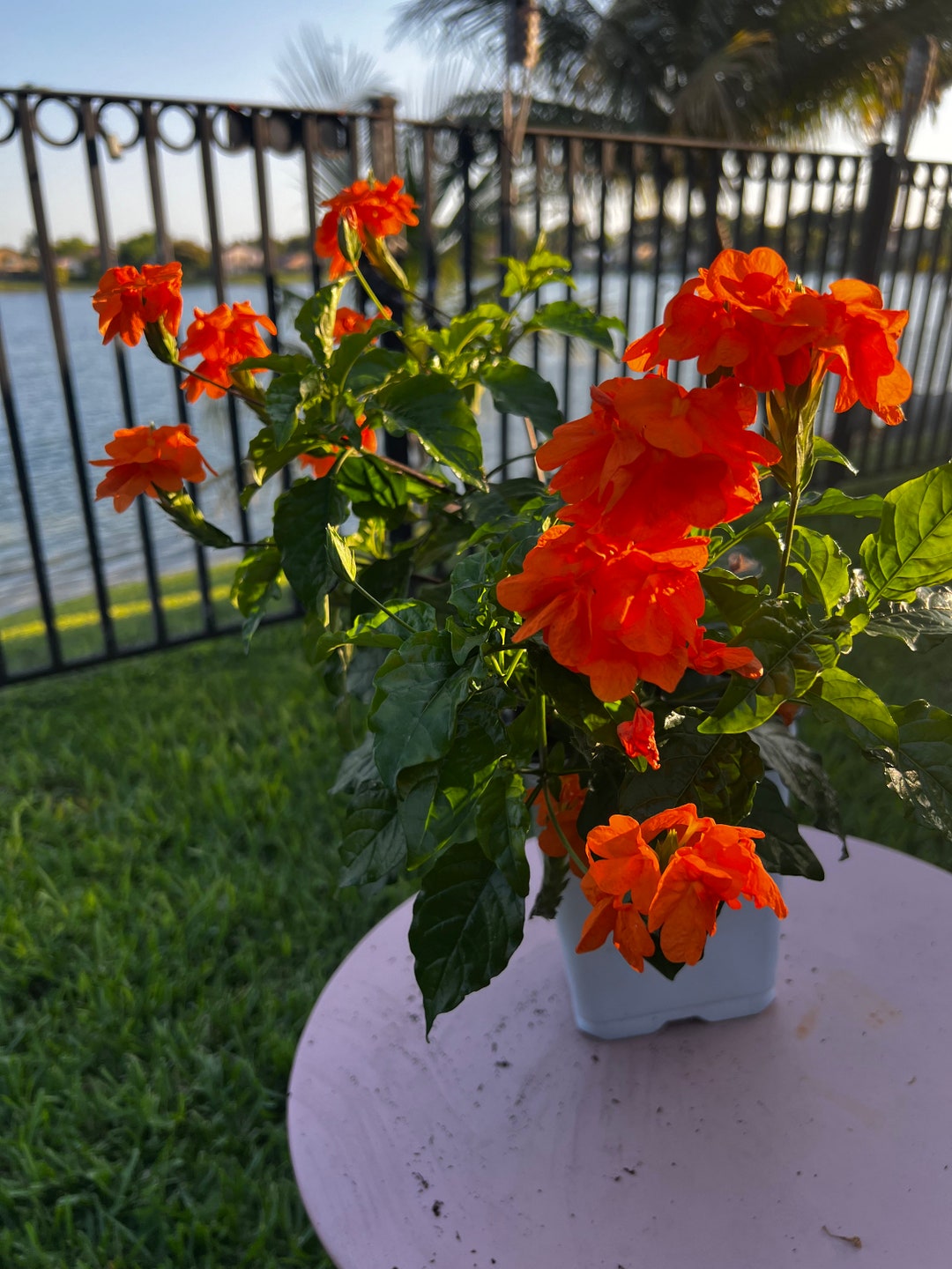 Live, Blooming, Orange Crossandra Plant - Etsy
