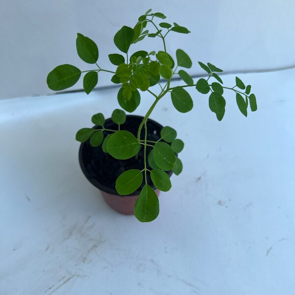 Dwarf Moringa Tree - Etsy