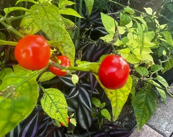 Wiri Wiri Heirloom Pepper Premium Seed Packet - Etsy