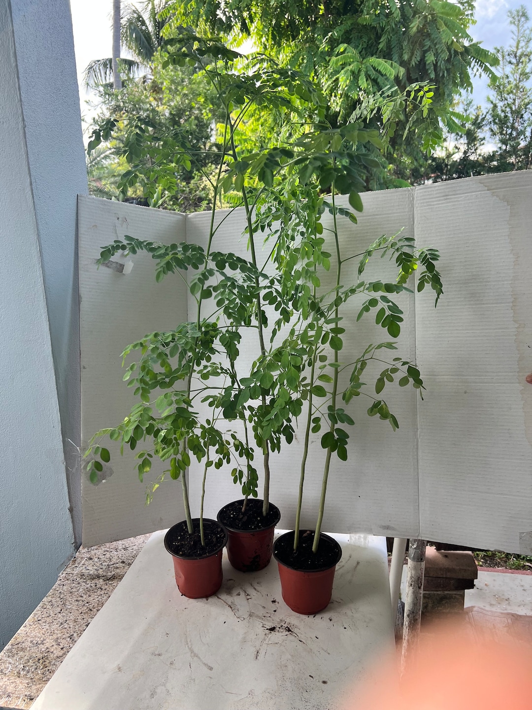 Moringa Plants in One Pot (over 20 Inches): Also Known As- Saigen ...