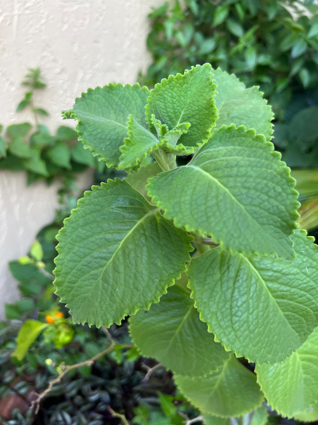 Cuban Oregano / Spanish Thyme / Broadleaf Thyme / Indian Borage (over 16 Inches Tall) - Etsy