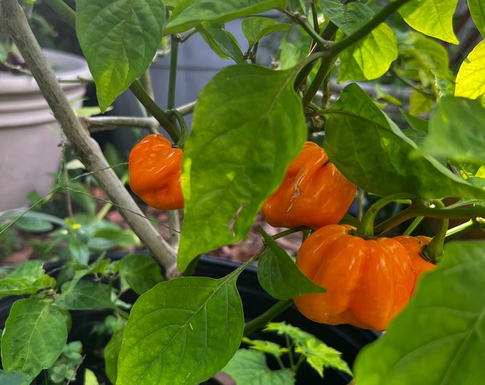 2 PACK ORANGE SCOTCH Bonnet Pepper Plant 40 Days Old - Etsy
