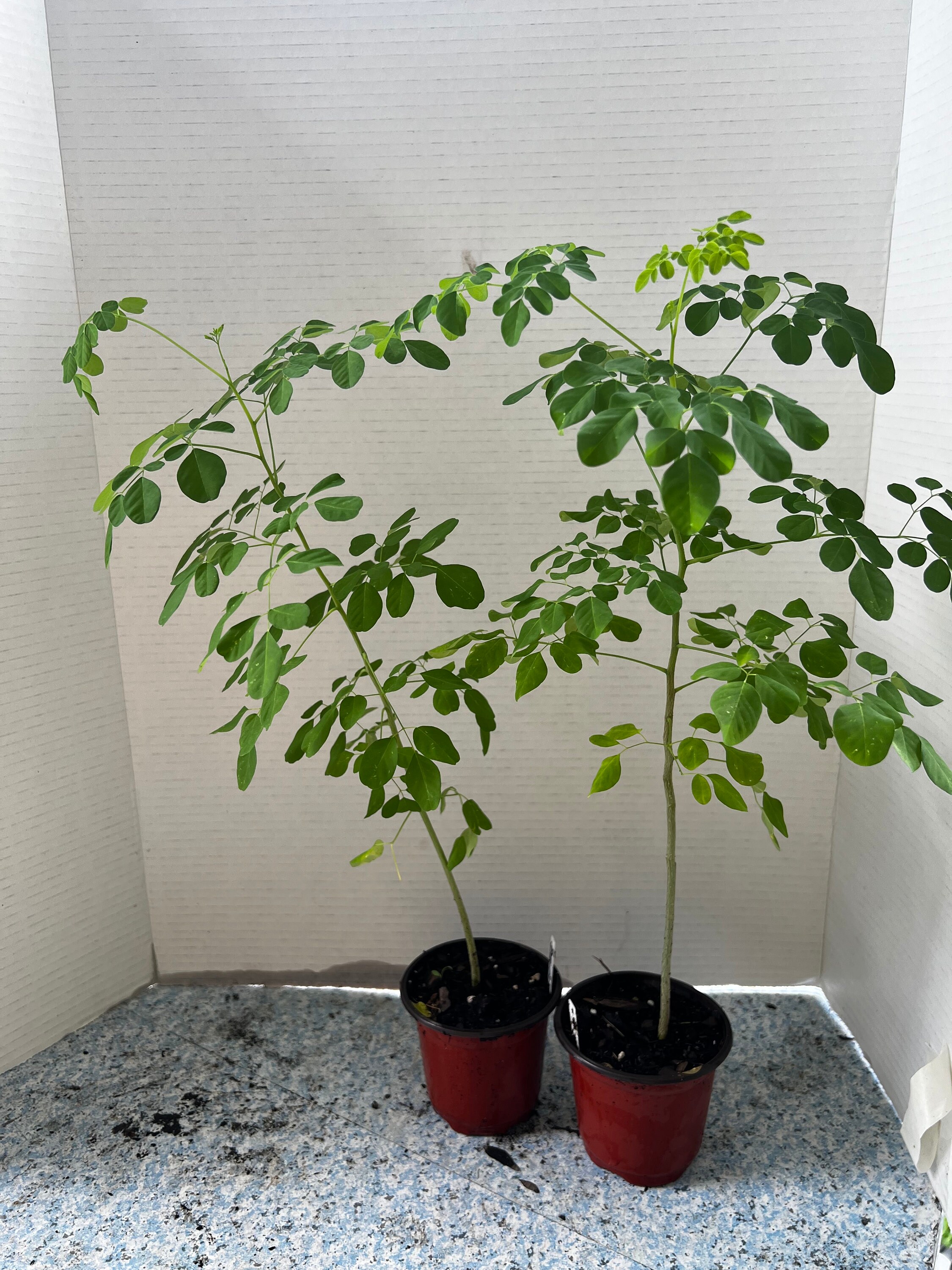 Moringa Tree Indoors