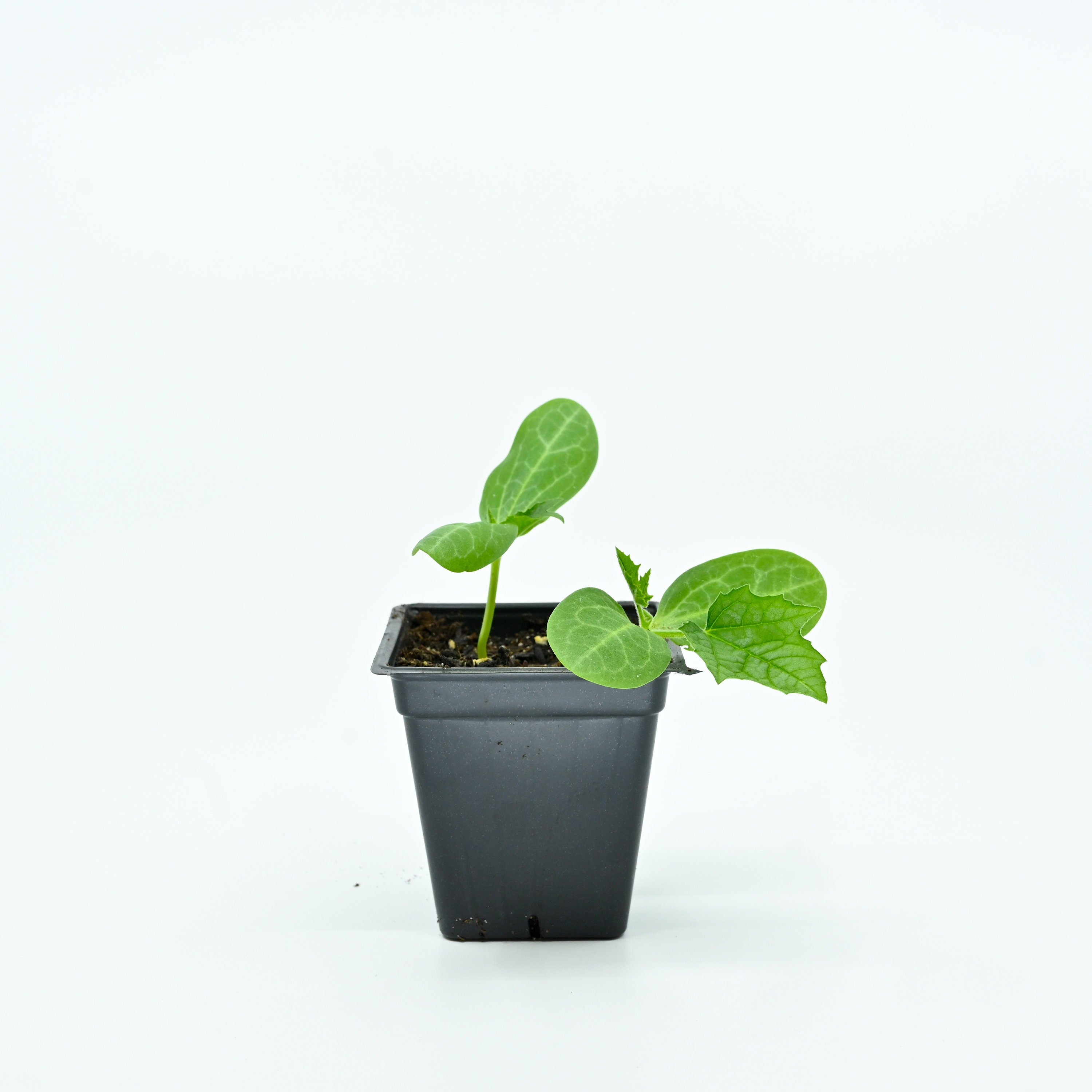 Live Tri Leaf Luffa Gourd | Smooth Wide Sponge Open Pollinated Cucumber ...