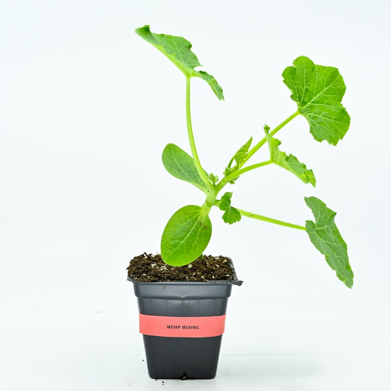 Live Tri Leaf Luffa Gourd | Smooth Wide Sponge Open Pollinated Cucumber ...