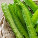 Winged Bean Dau Rong - Etsy