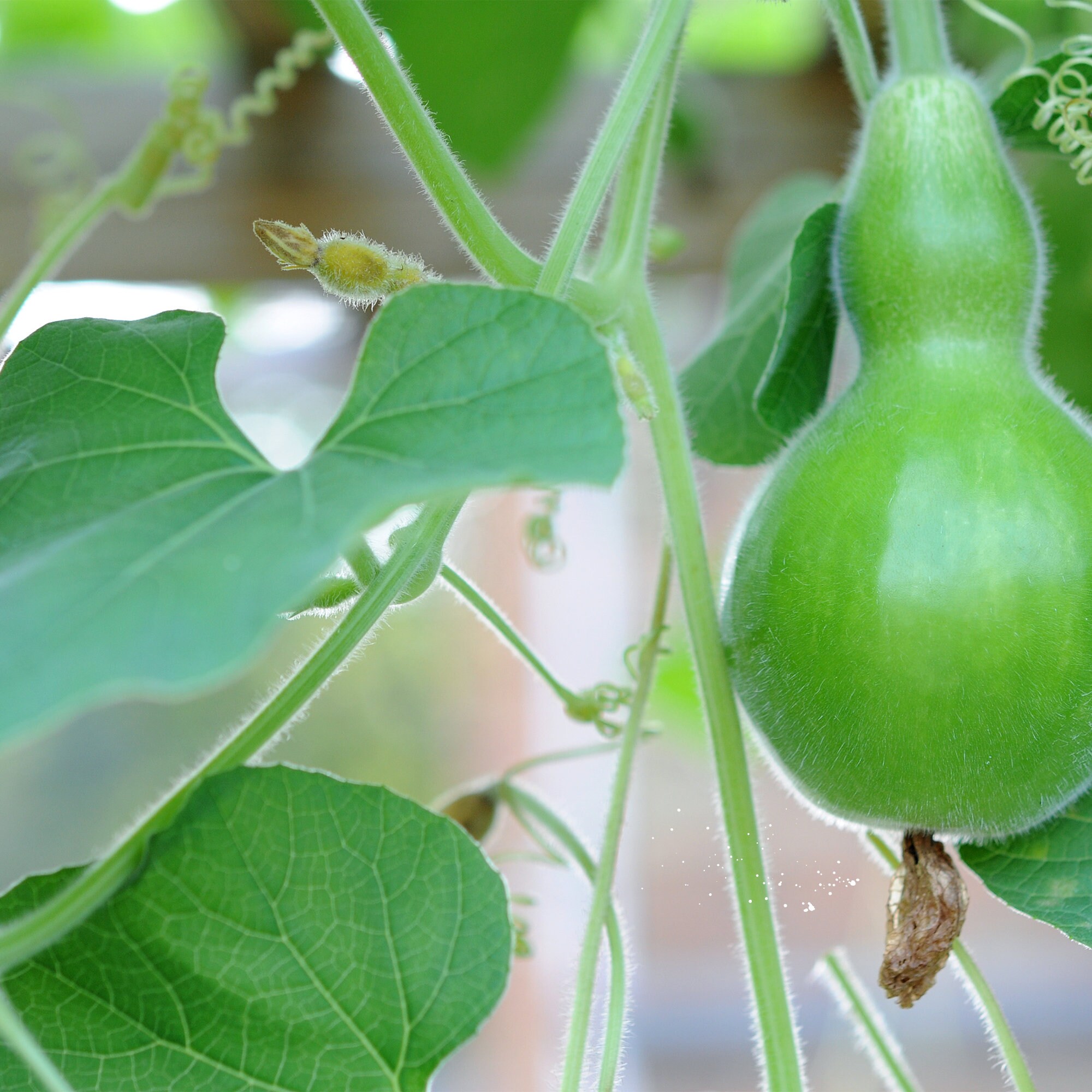 Bottle Gourd Bau Ho Lo. - Etsy