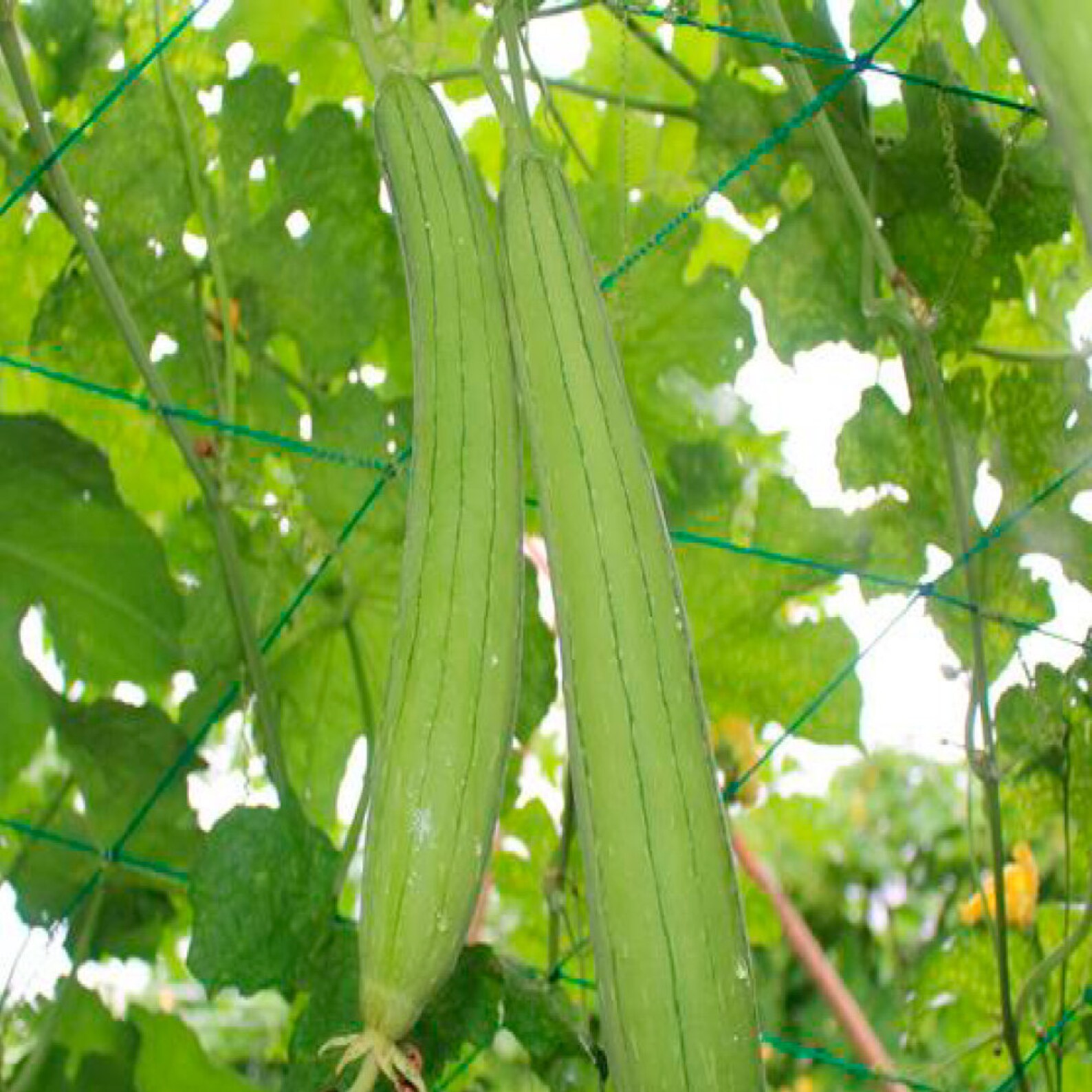 Live Tri Leaf Luffa Gourd | Smooth Wide Sponge Open Pollinated Cucumber ...