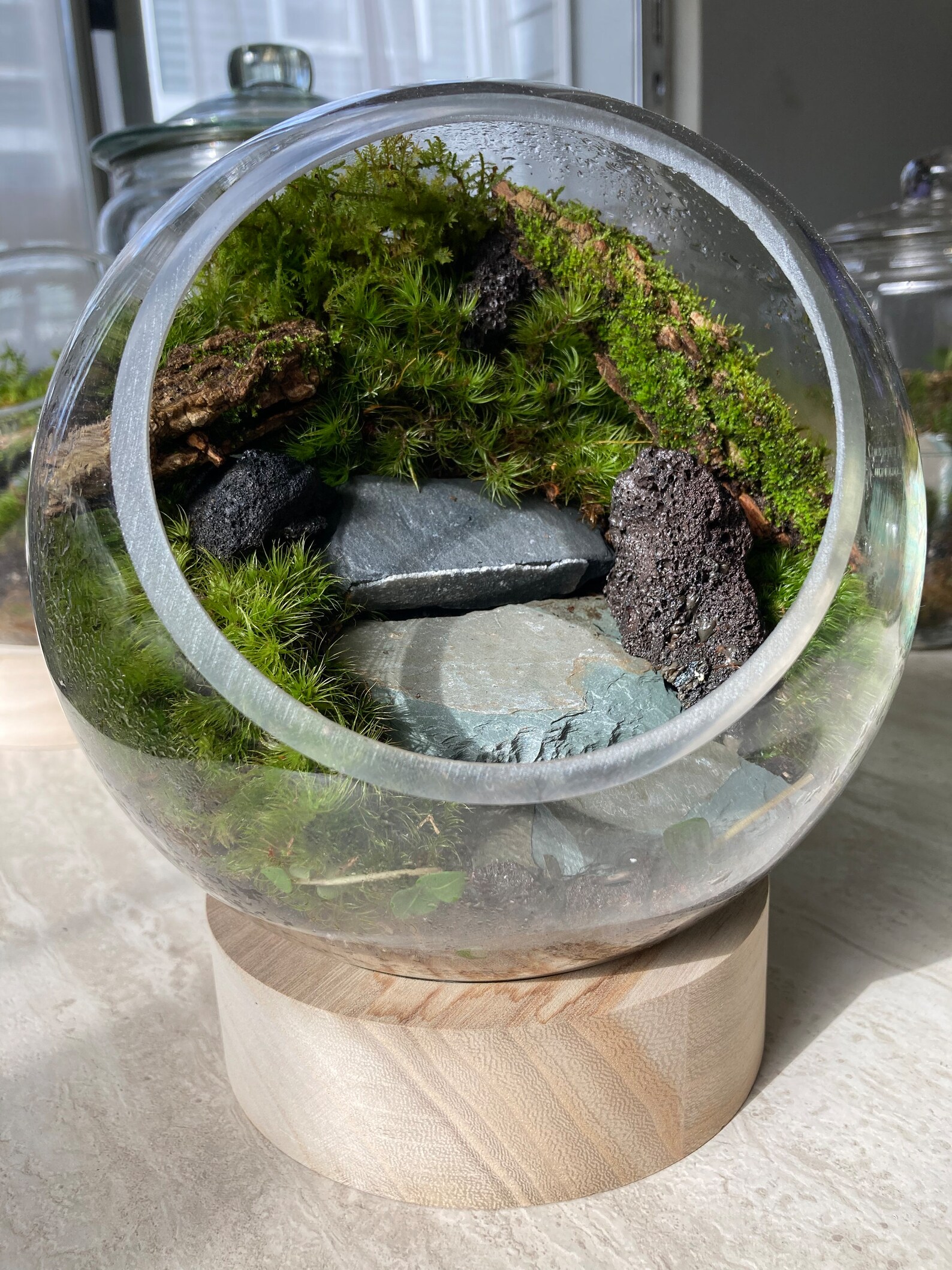 Live Moss Sphere on Wooden Base - Etsy