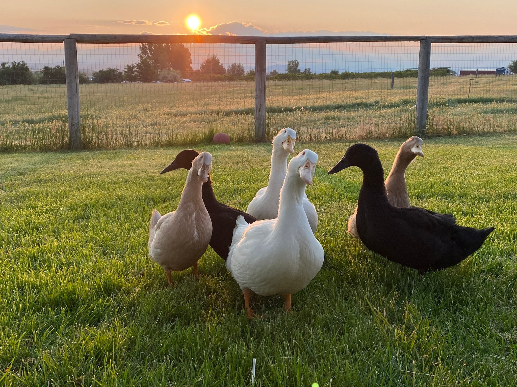 Freeze Dried Raw Duck Eggs Free Range/ Pastured - Etsy