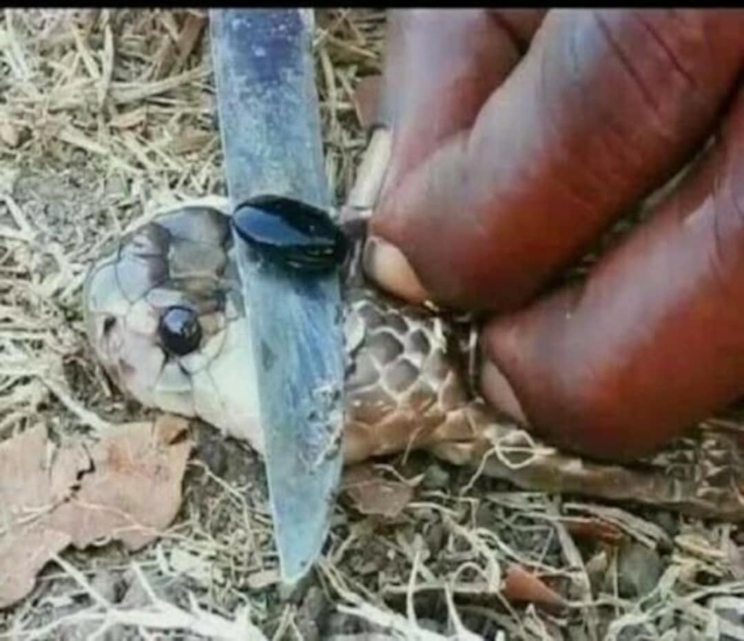 King Cobra Snake's Real Pearl nagamani Stone - Etsy