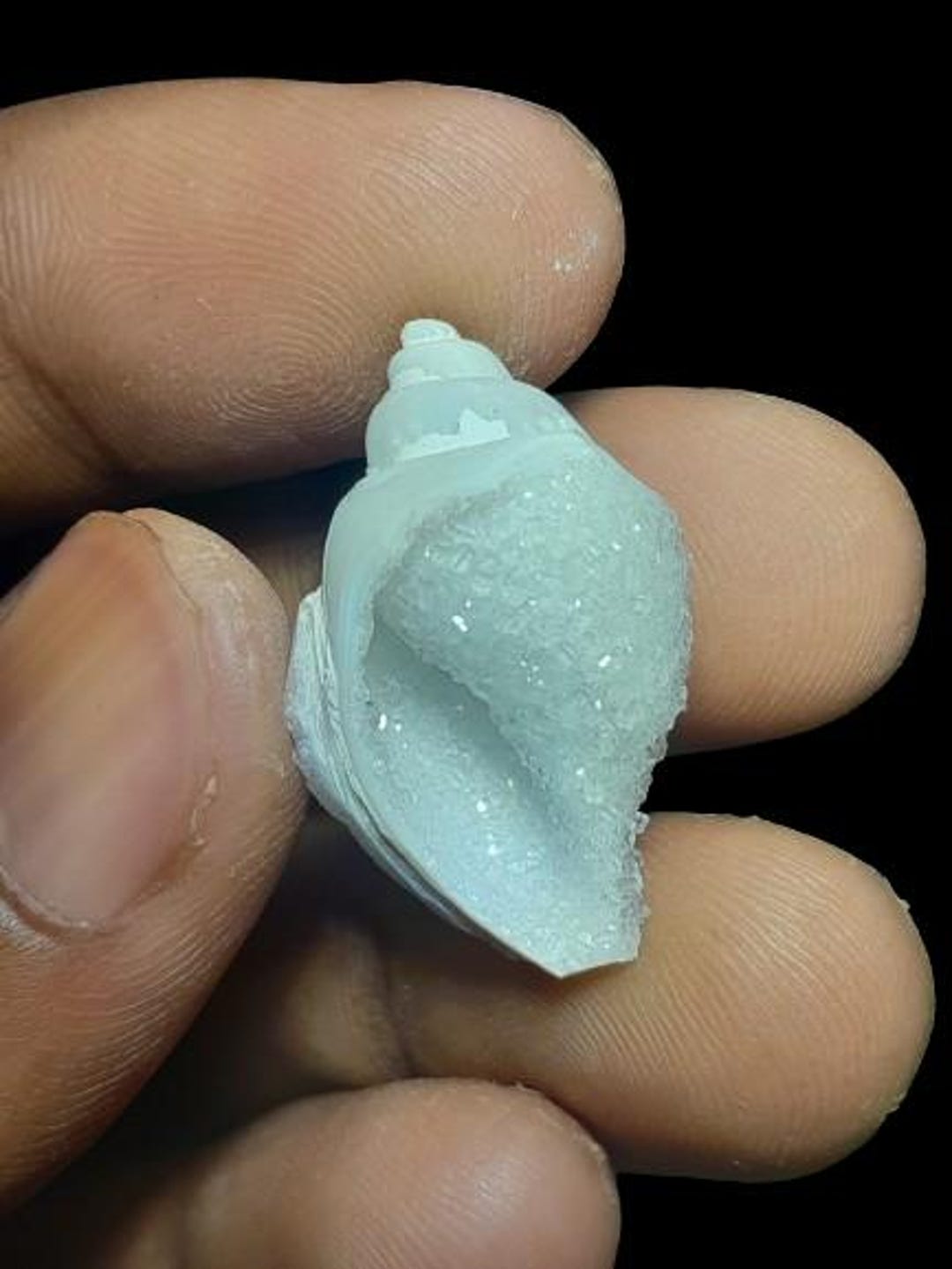 Druzy Shell Spiralite Fossilized Gastropod Druzy Crystallized Seashell ...