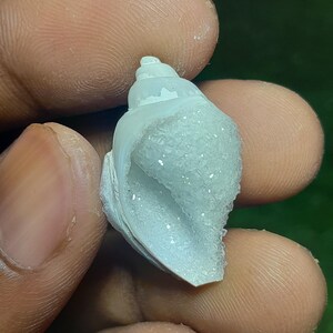 Druzy Shell Spiralite Fossilized Gastropod Druzy Crystallized Seashell ...