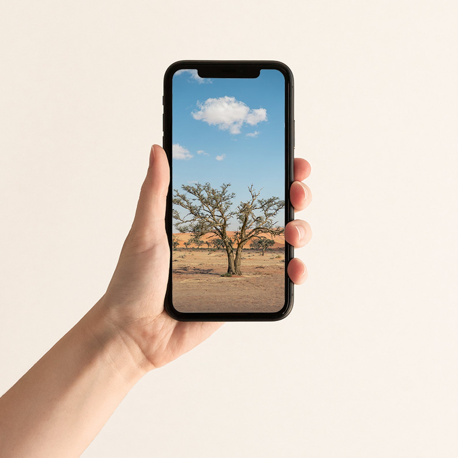 Tree iPhone Wallpaper Tree Smartphone Wallpaper Tree Mobile Wallpaper ...