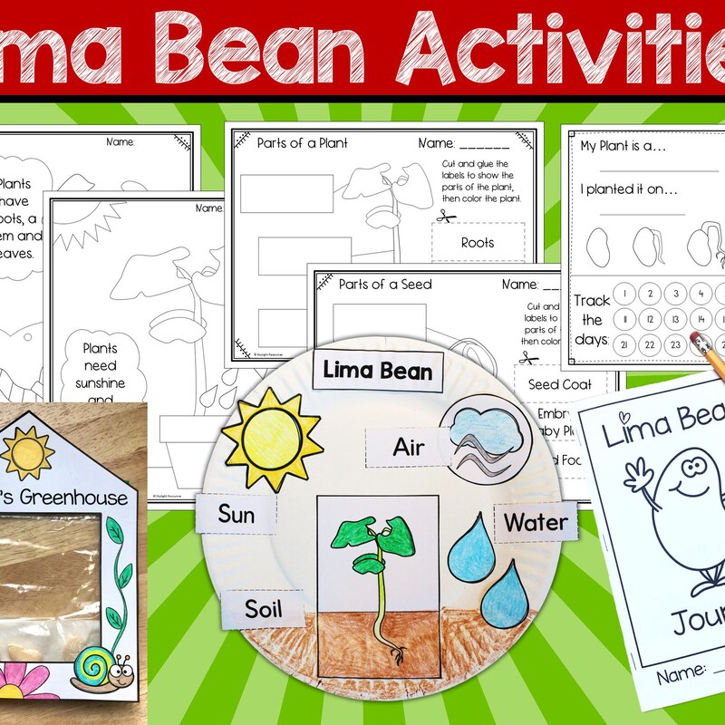 Lima Bean - Etsy