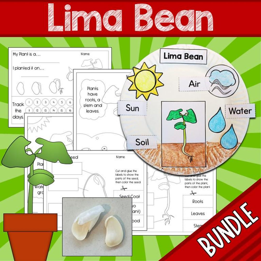 Fun Activities While Growing Lima Bean Plants for Kids in the Classroom ...