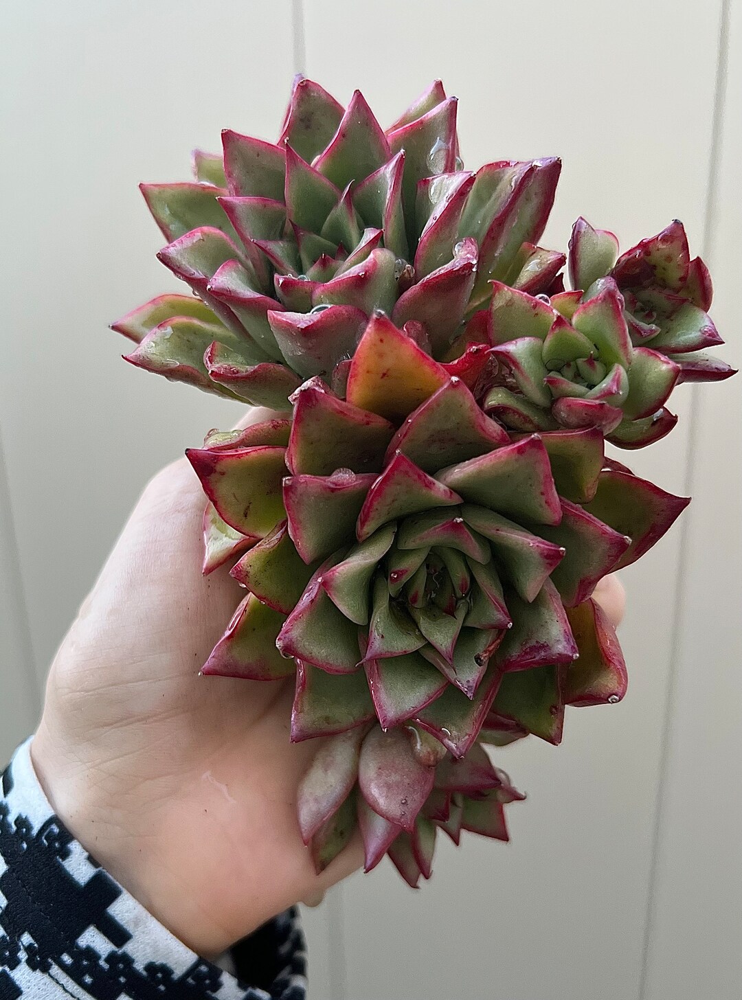 Echeveria Giselle Cluster Colorful Live Succulents - Etsy