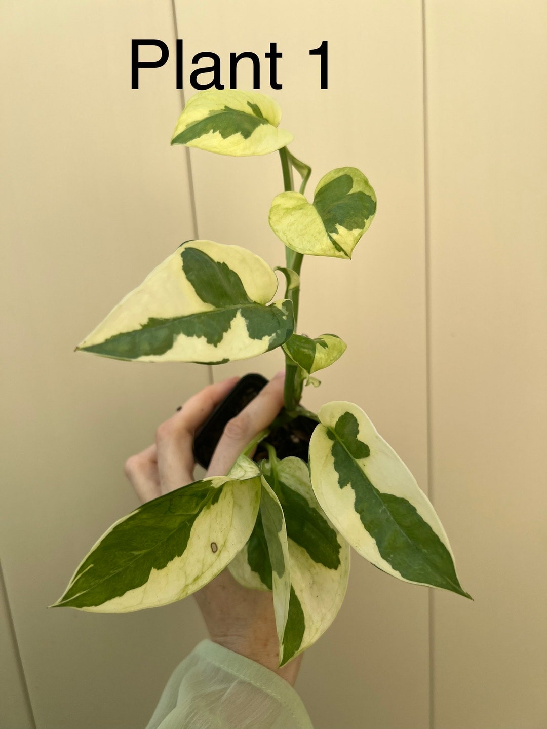 Epipremnum Aureum Pothos aurea Merengue de limón Pothos raro - Etsy México