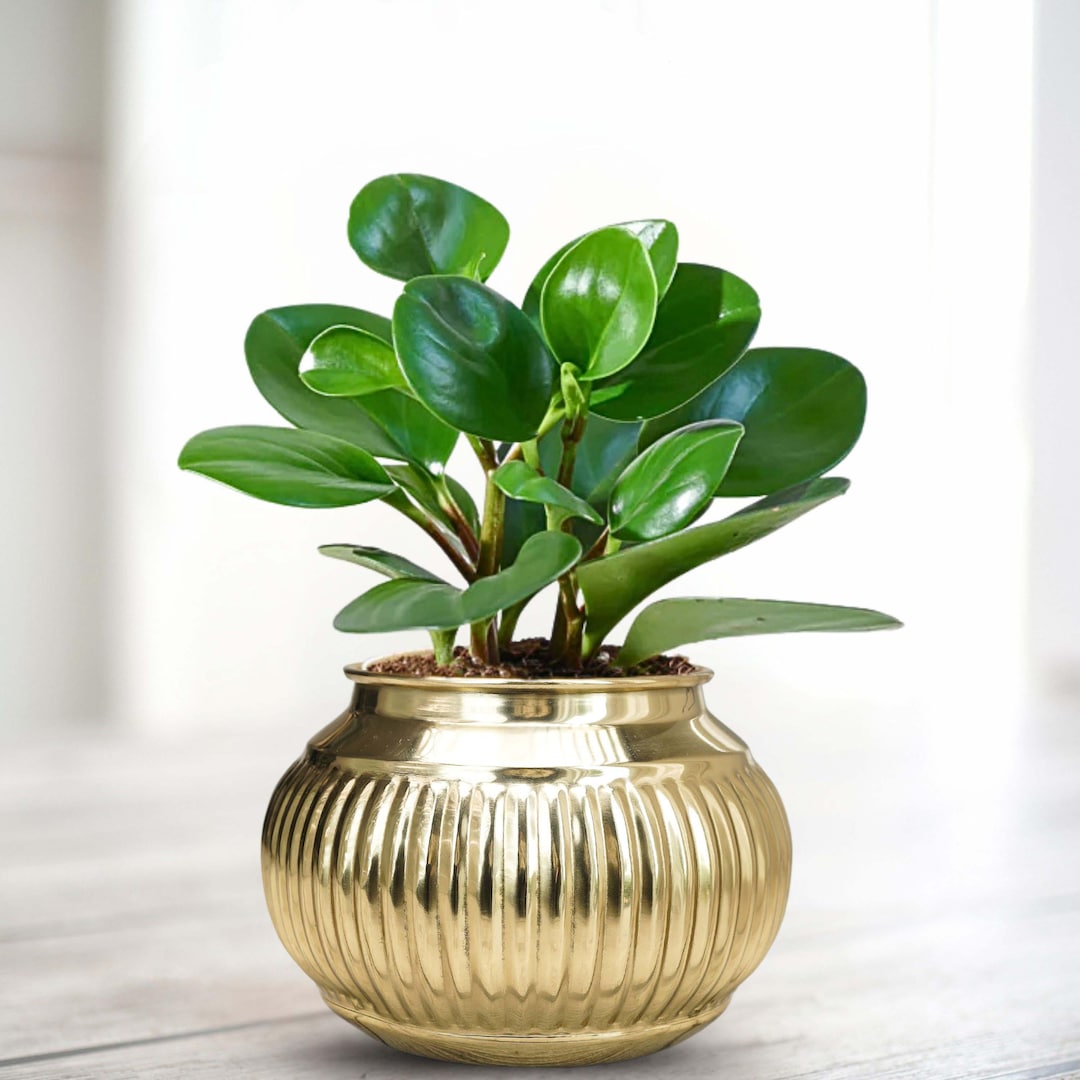Golden Metal Matki Planter for Home Decor | Decorative Plant Pot for ...