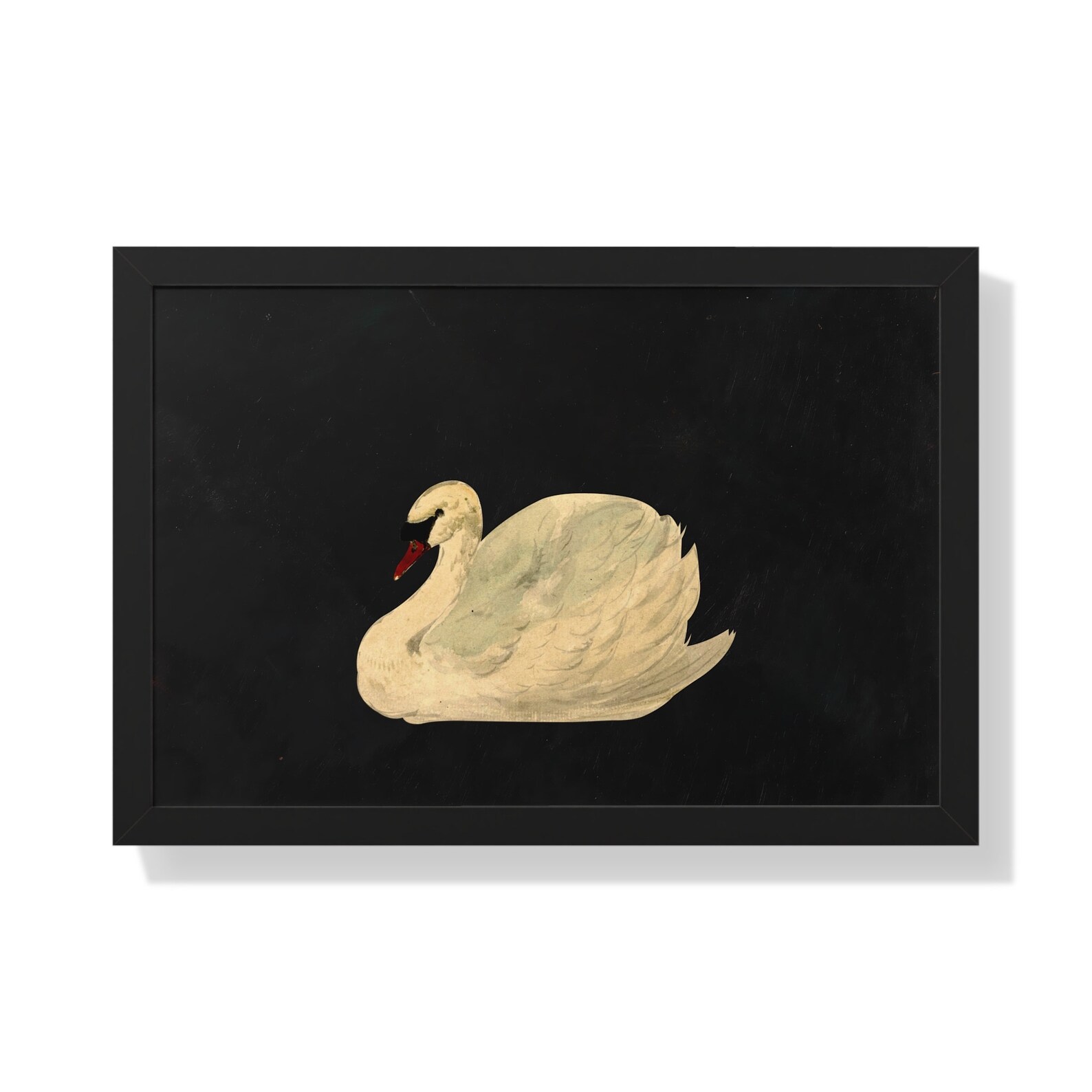 Aert Schouman - "knobbelzwaan" (mute Swan) on Antique, Weathered Black ...