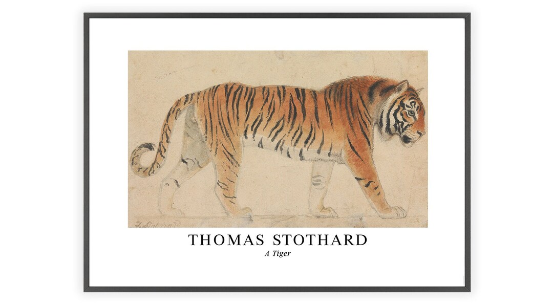 Thomas Stothard - "a Tiger" | Unframed Fine Art Print - Etsy Canada
