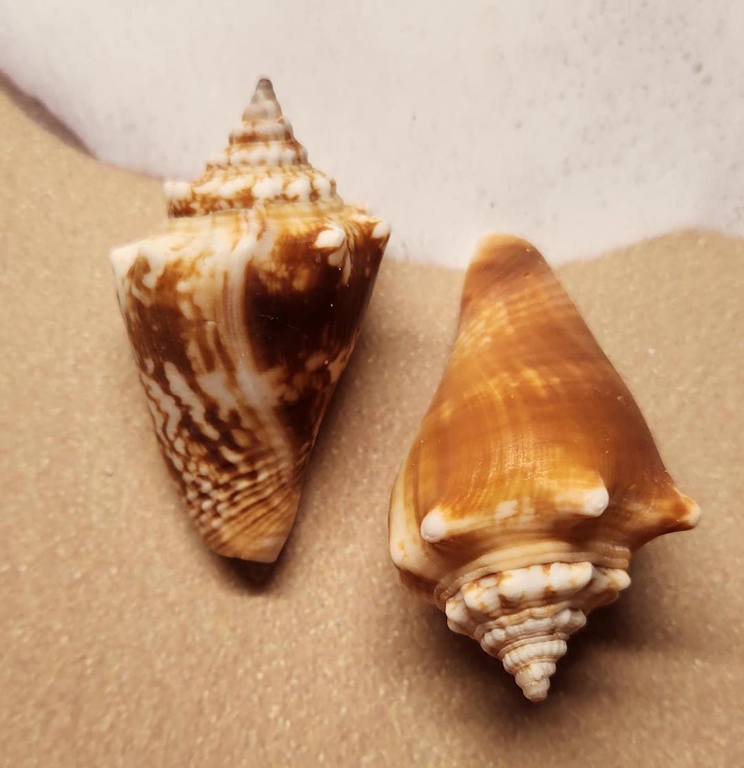 Medium Fighting Conch Shells From the Shores of SWFL, Quantity of 10 ...