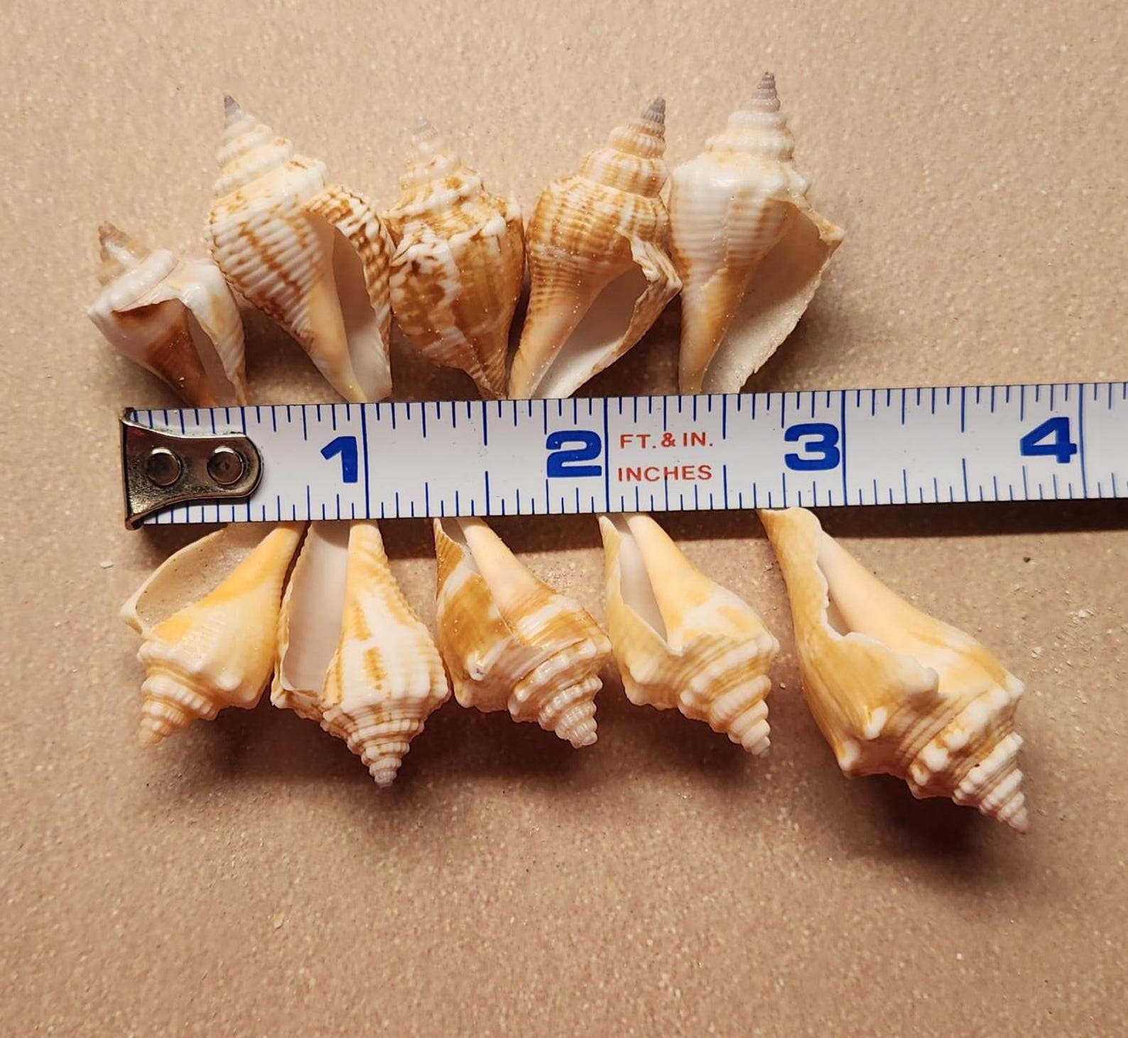 Small Fighting Conch Shells From the Shores of SWFL, Quantity of 10 ...