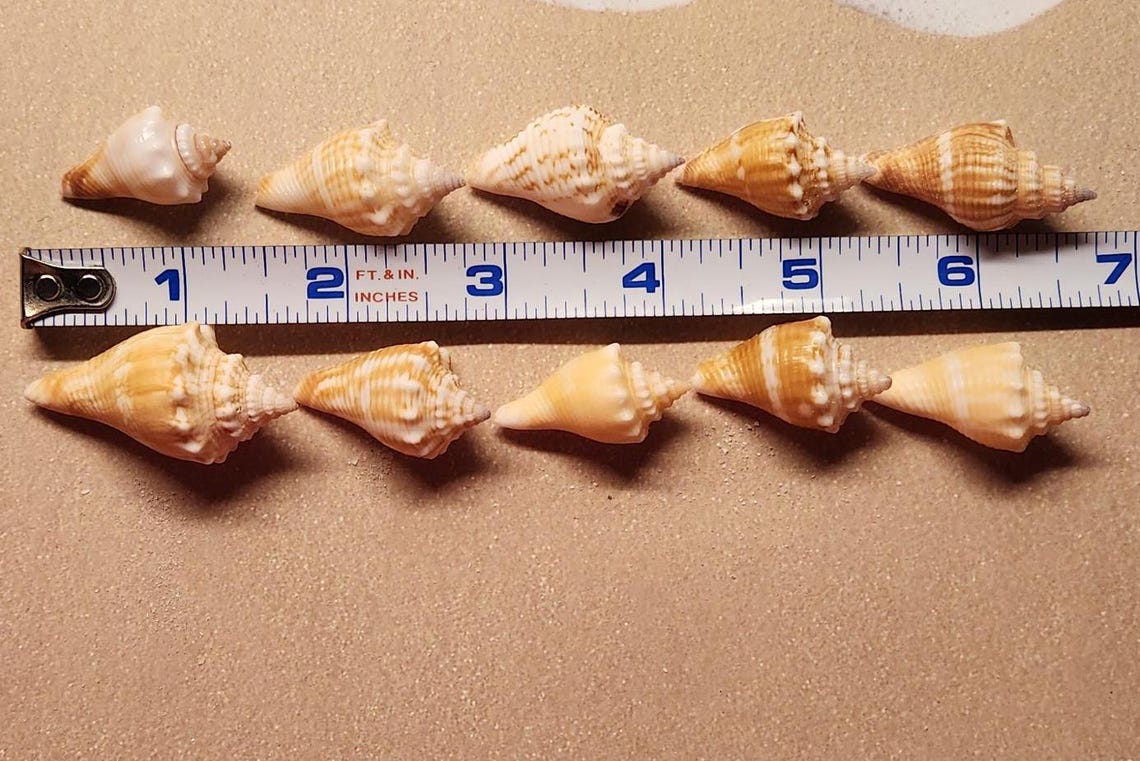 Small Fighting Conch Shells From the Shores of SWFL, Quantity of 10 ...