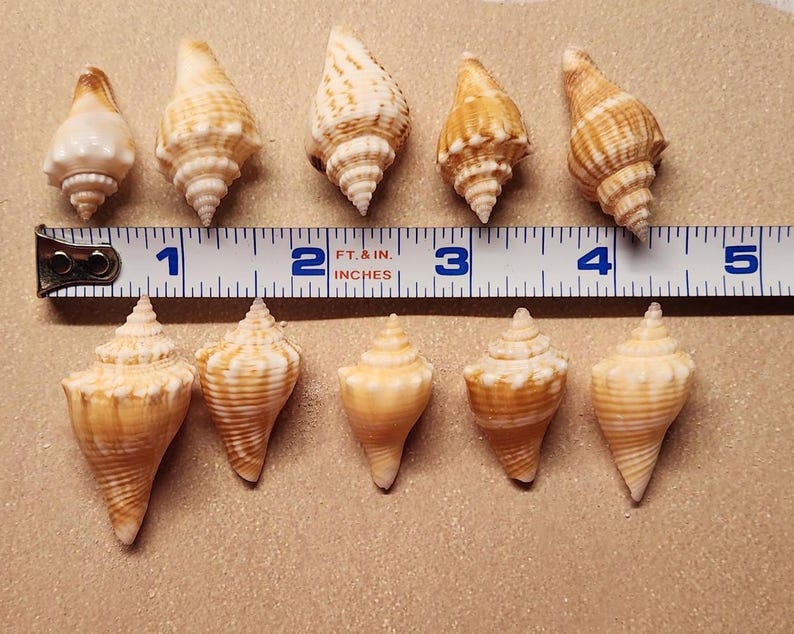 Small Fighting Conch Shells From the Shores of SWFL, Quantity of 10 ...