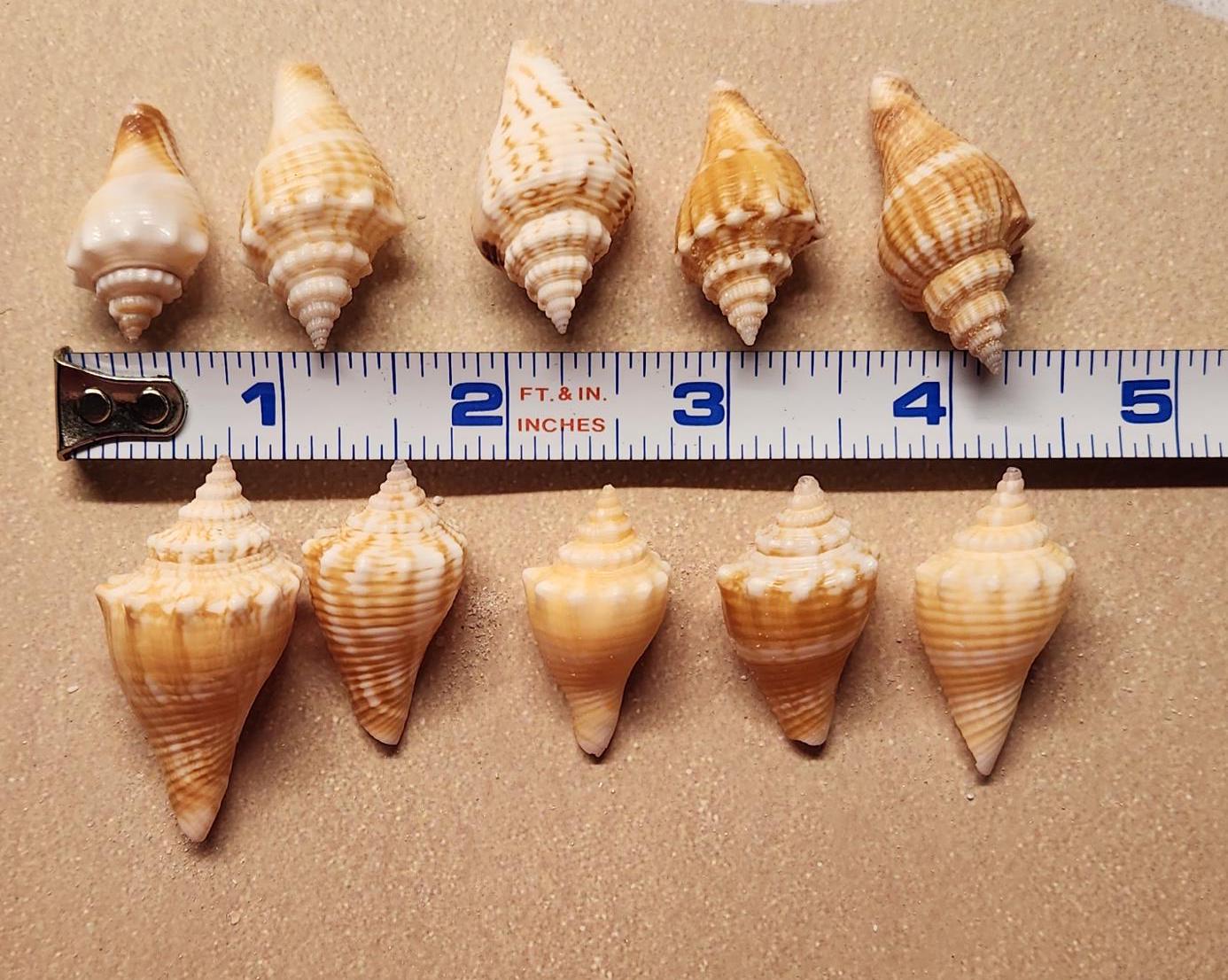 Small Fighting Conch Shells From the Shores of SWFL, Quantity of 10 (various Sizes/colors) - Etsy