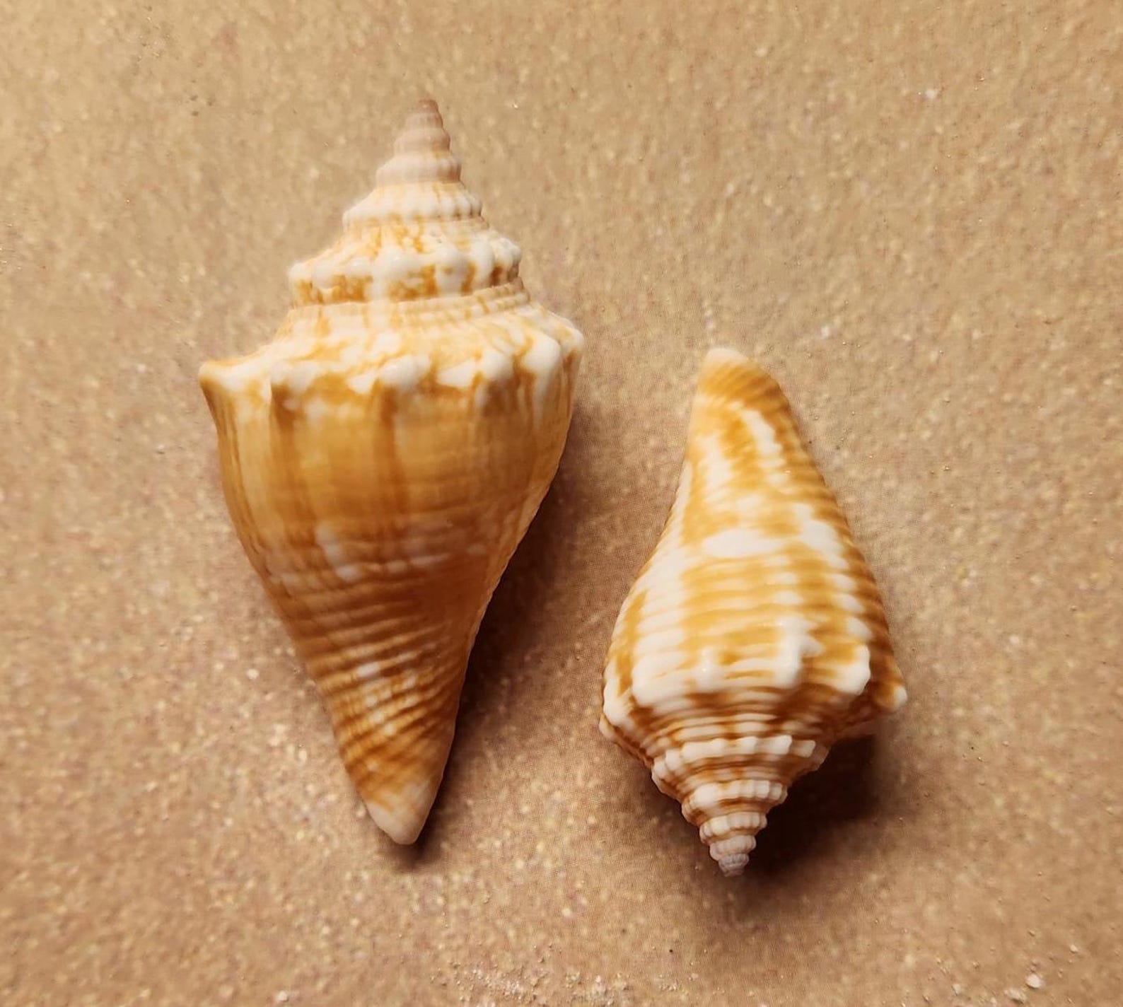 Small Fighting Conch Shells From the Shores of SWFL, Quantity of 10 ...