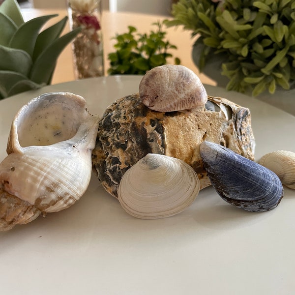 Real Seashells - Etsy