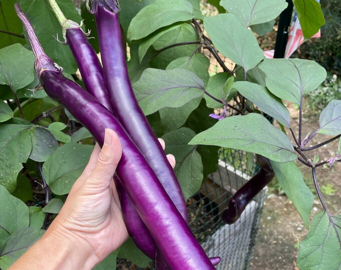 Chinese String Eggplant, Eggplant Seeds, Garden Seeds, Vegetable Seeds ...