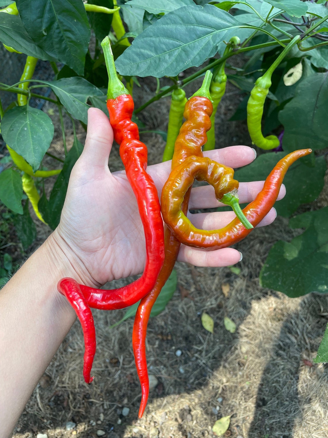 Corbaci Pepper, Sweet Pepper, Heirloom Pepper, Pepper Seeds - Etsy