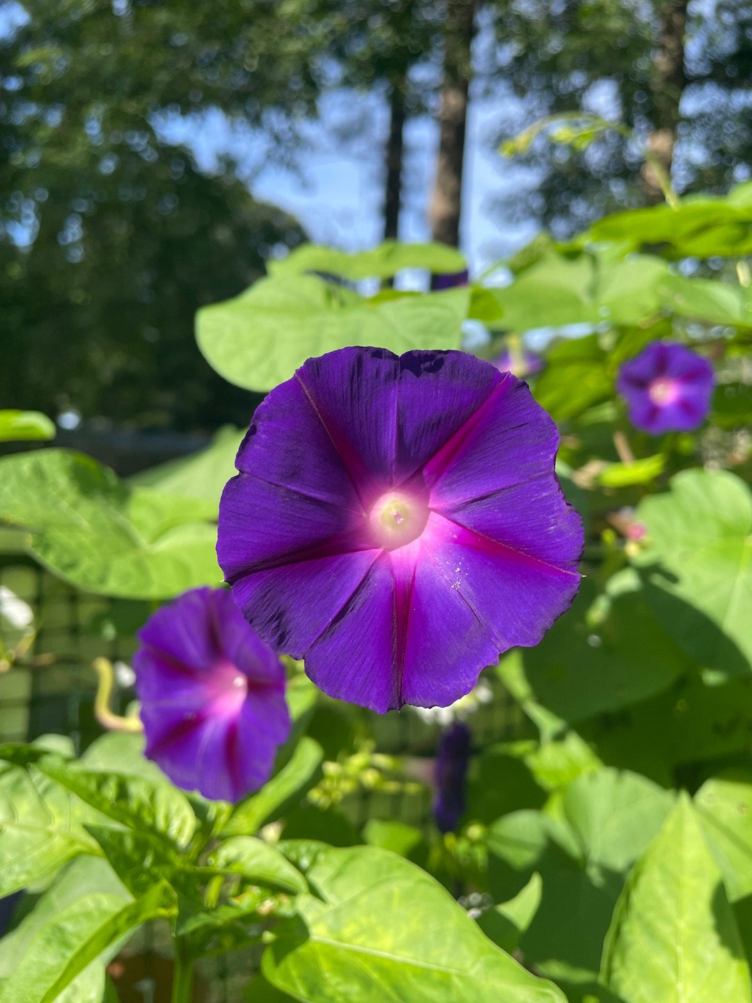 Grandpa Ott, Morning Glory Seeds, Flower Seeds, Garden Flowers ...