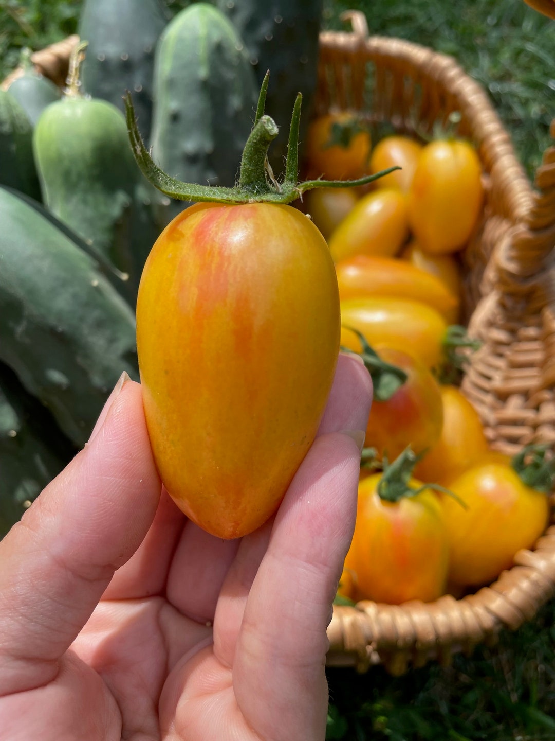 Artisan Tiger Stripe Tomato Seed: Heirloom Cherry Variety - Etsy