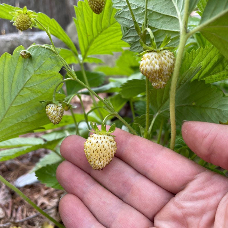 Alpine Strawberry - Etsy
