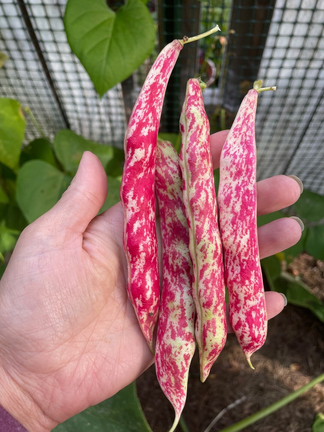 Tongue of Fire Bush Bean Seeds, Heirloom Bean Seeds, Bush Bean Seeds ...