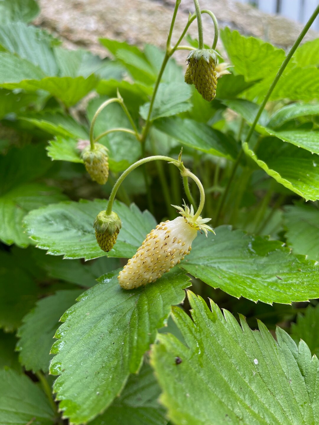 Alpine Yellow Wonder Strawberry, Strawberry Seeds, Wild Strawberry ...