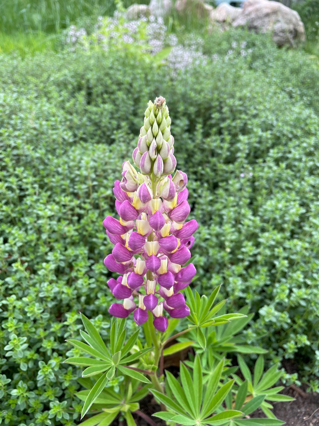 Dwarf Lupine Seeds, Minarrette Mix, Cold Hardy Perennials, Flower ...