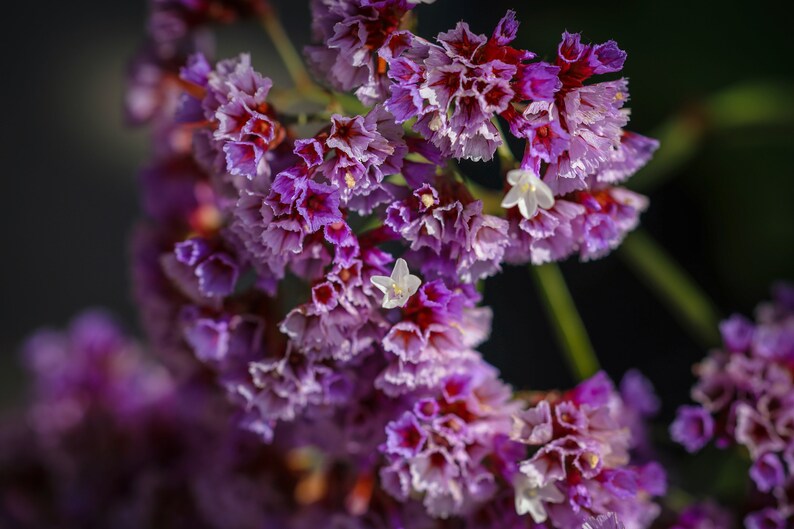 Statice Flower Bunch Print - Etsy