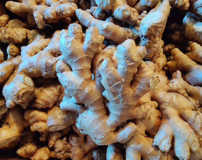 Exotic Tropical Plant Rhizomes Variegate Shell Ginger Large Size With ...