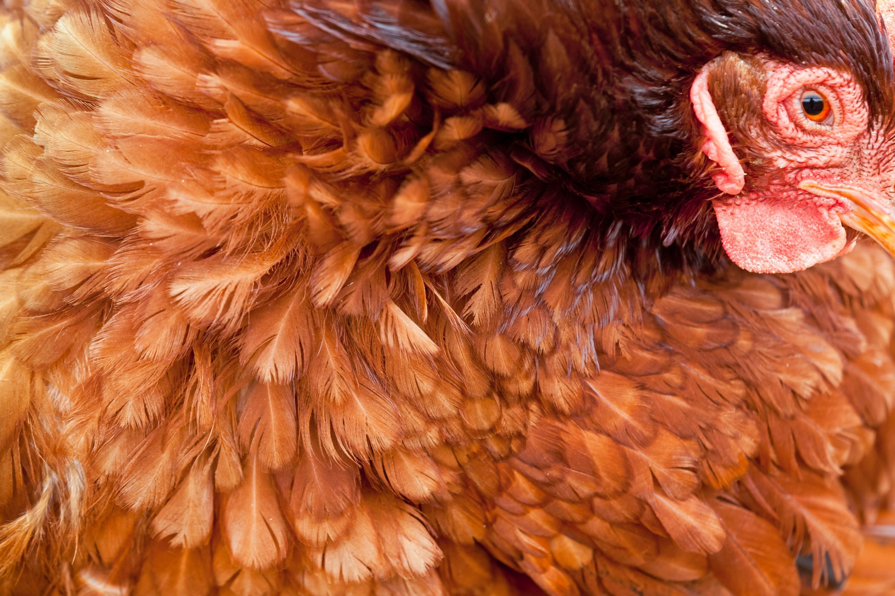 Matted Photography Print (6x9 Image/11x14 Mat) - Chicken Feathers ...