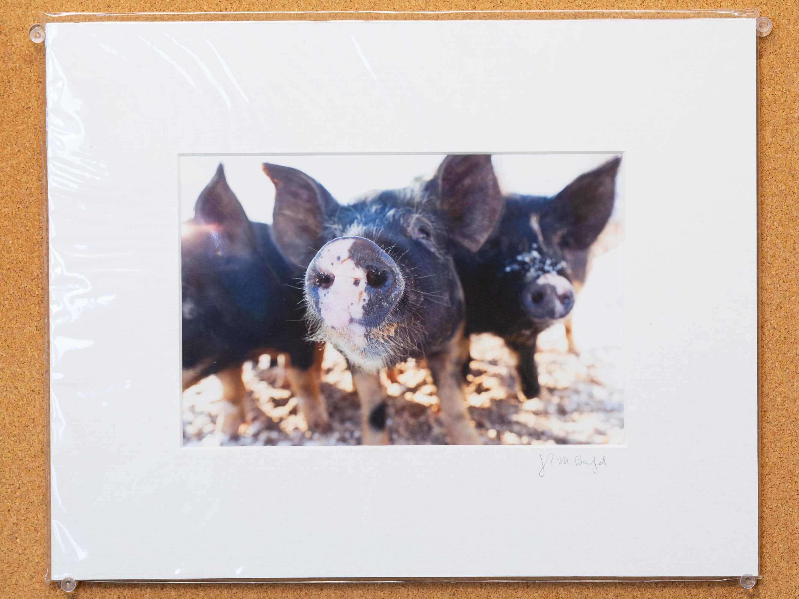 Matted Photography Print 6x9 Image/11x14 Mat Piglets, Kellie Brook Farm ...