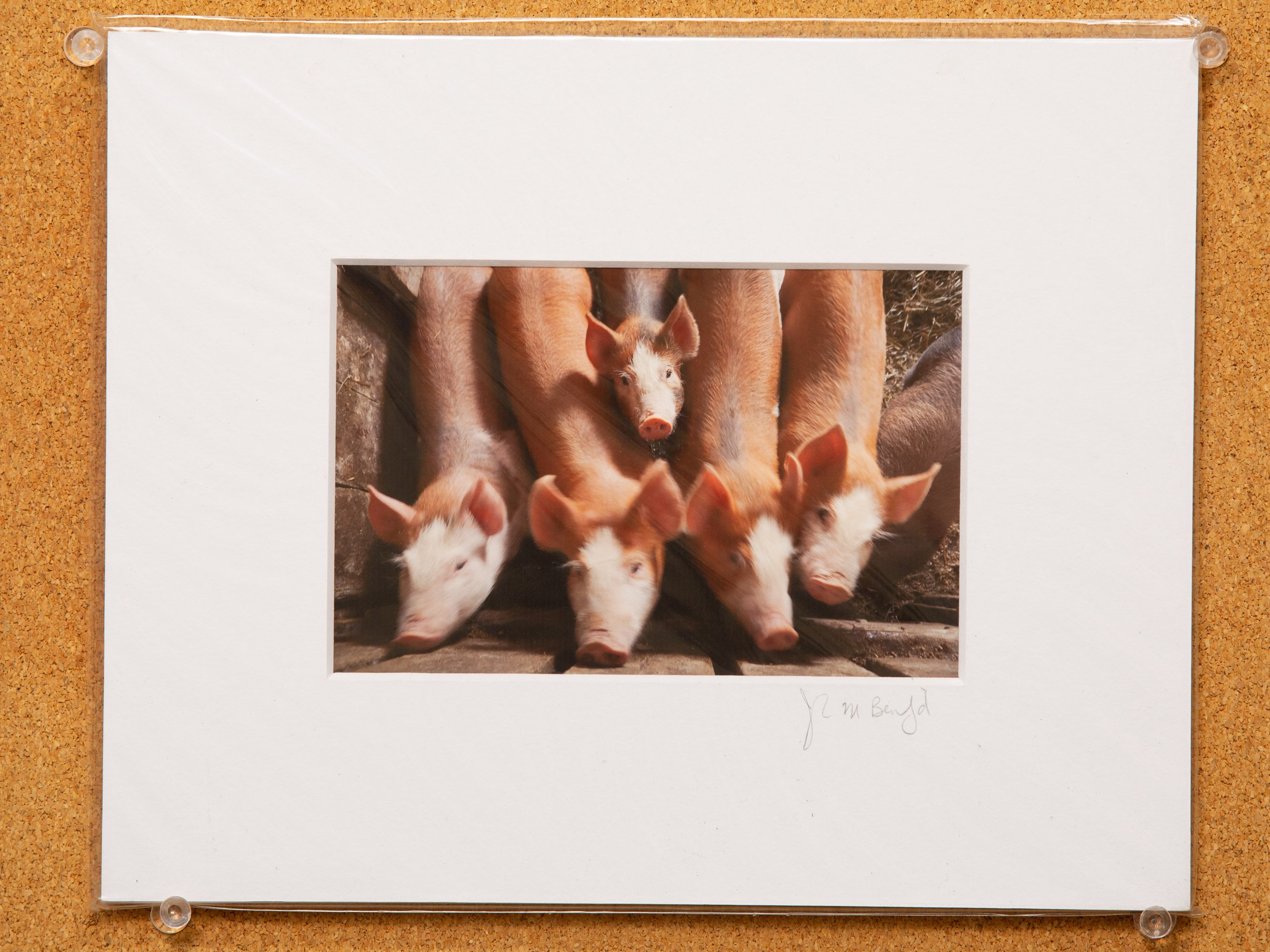 Matted Photography Print (4x6 Image/8x10 Mat) - the Smallest Pig ...