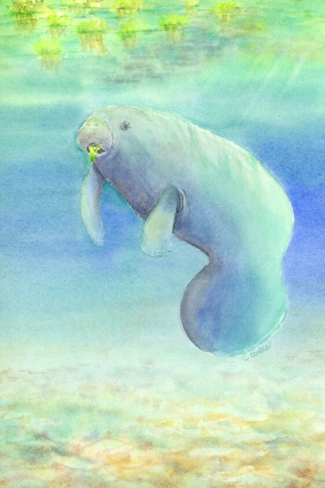 Watercolor Manatee Prints, Canvases, Cards & Stickers. Florida Wildlife ...
