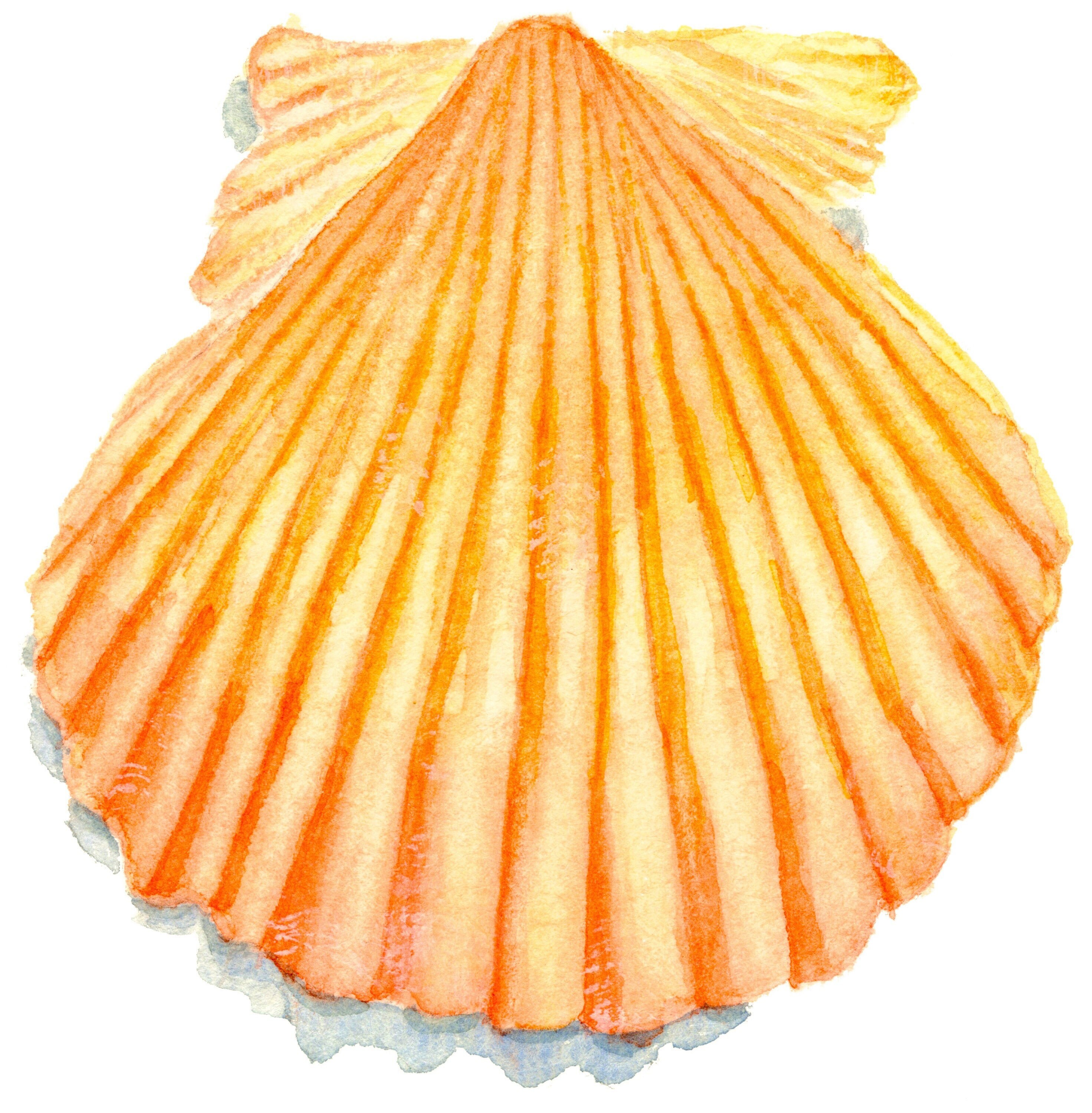 Watercolor Orange Scallop Shell Giclee Print, Canvas, or Card Set ...