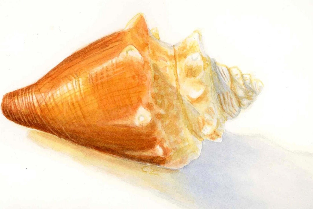 Watercolor Florida Fighting Conch Shell Giclee Print, Canvas, or Card ...
